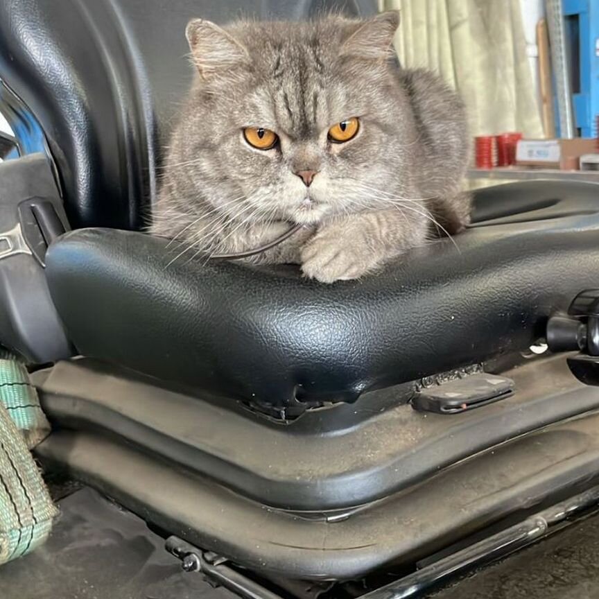 Шотландский кот