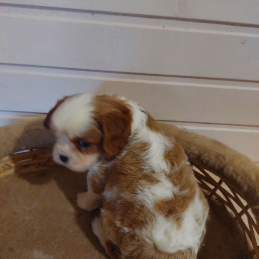 Кавалечик для резервирования