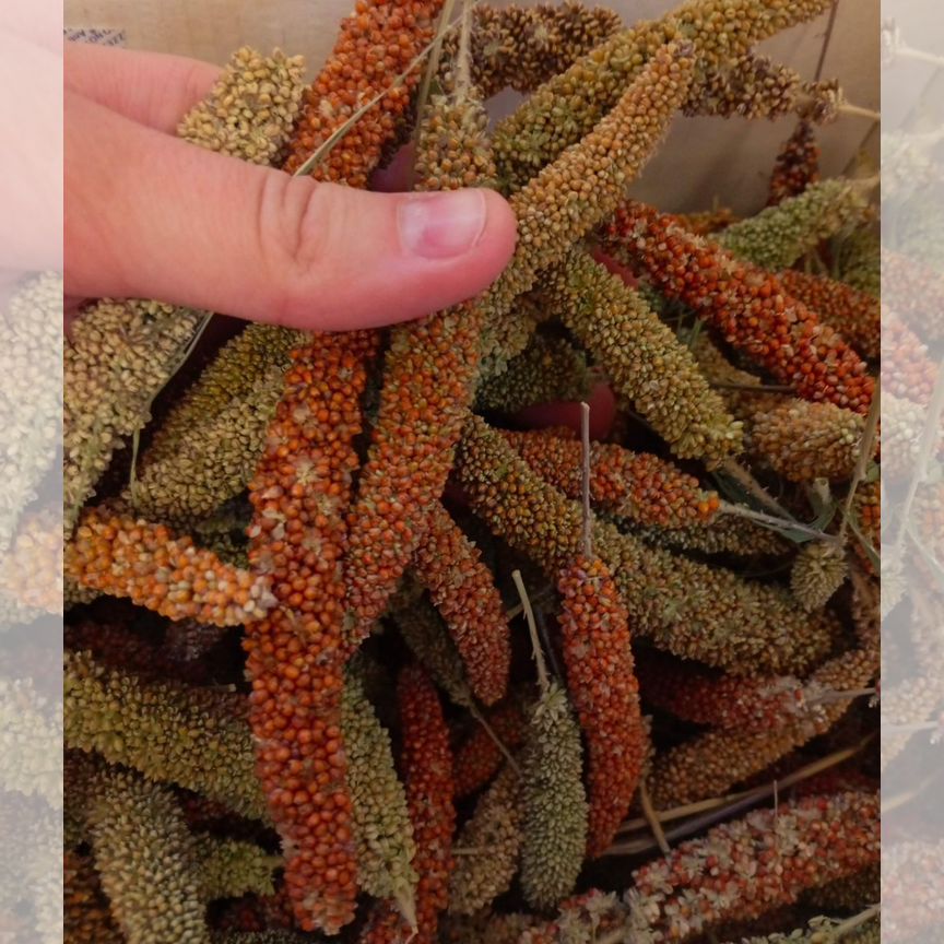 Чумиза в колосках