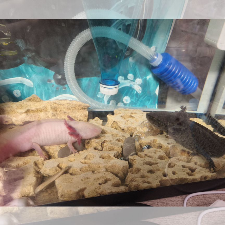 Аксики, аксолотли, аксолотль