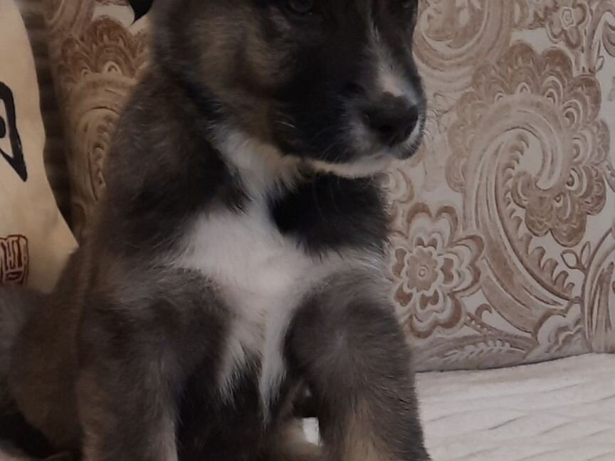 Щенок 2,5 месяца мальчик