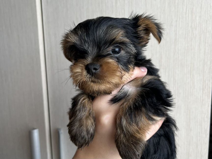 Йоркширский терьер мини щенки бейби фейс