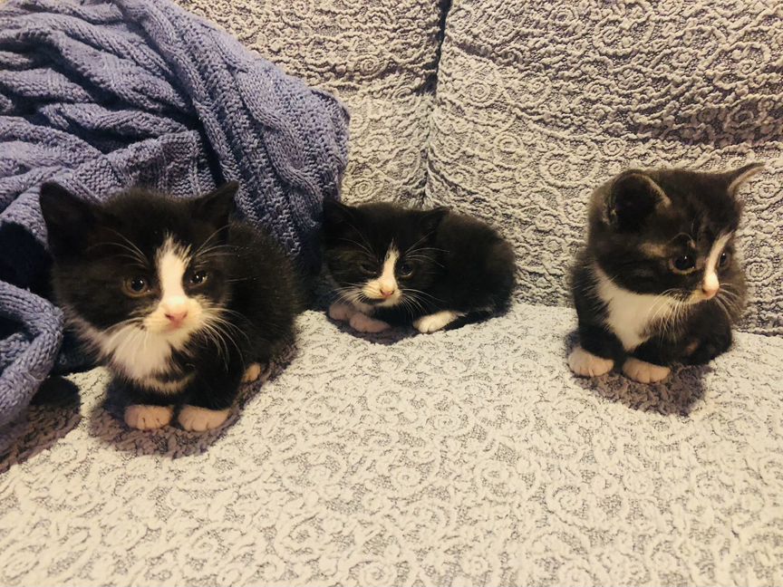 Котята в добрые руки даром бесплатно