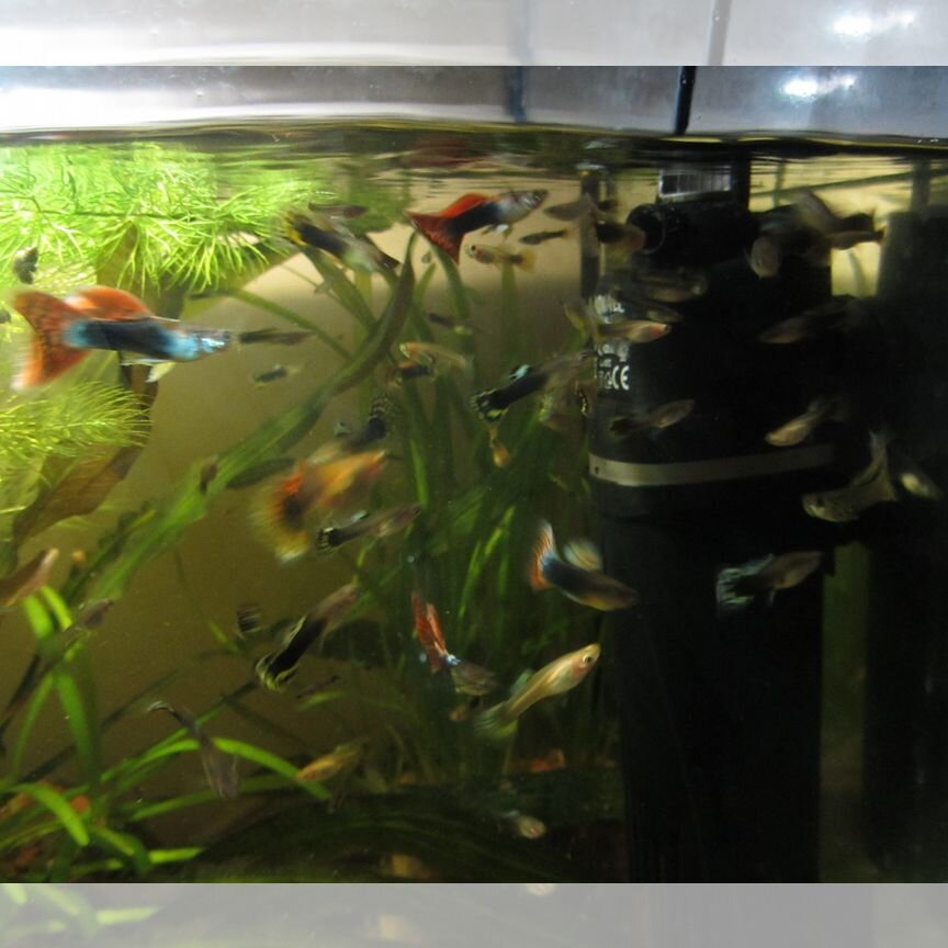 Аквариумные рыбки гуппи