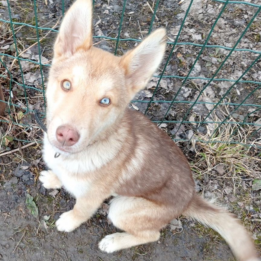 Сибирский хаски, щенок