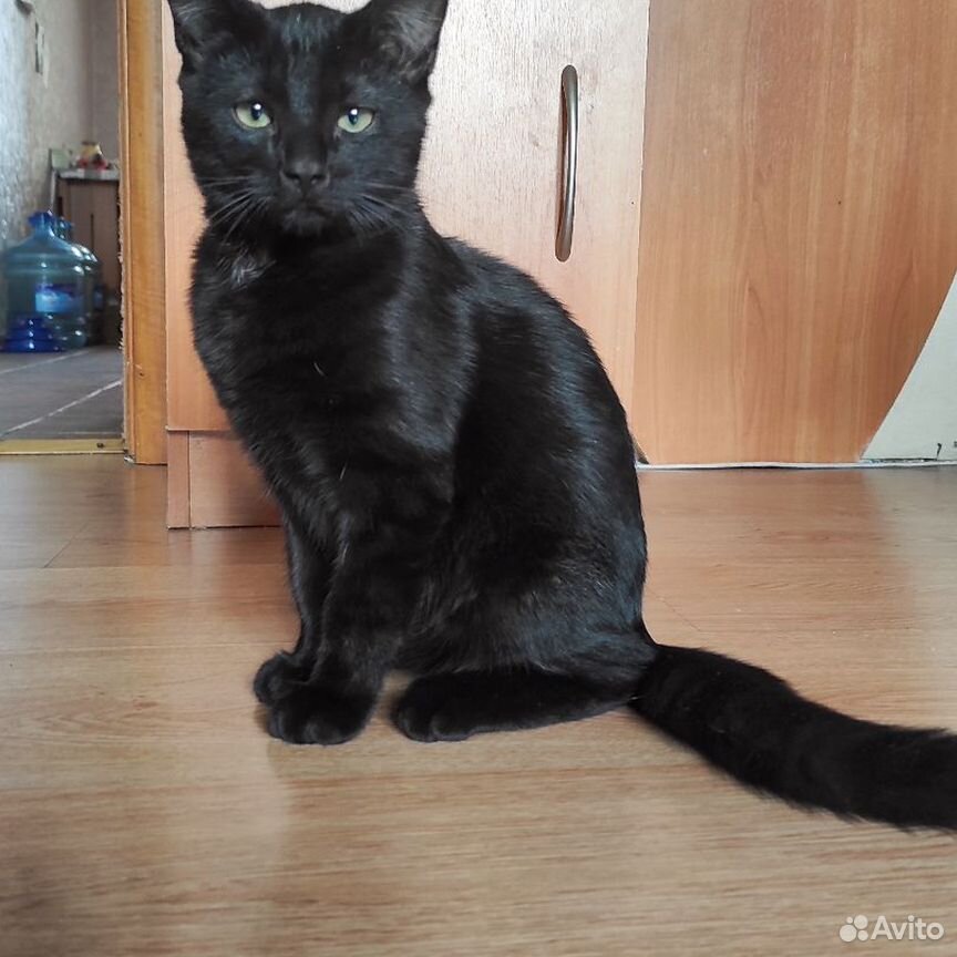 Черный котёнок 4 мес