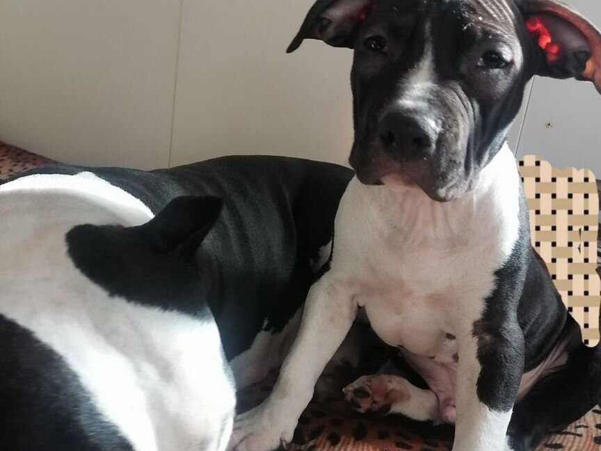 Стаффордширский терьер щенки