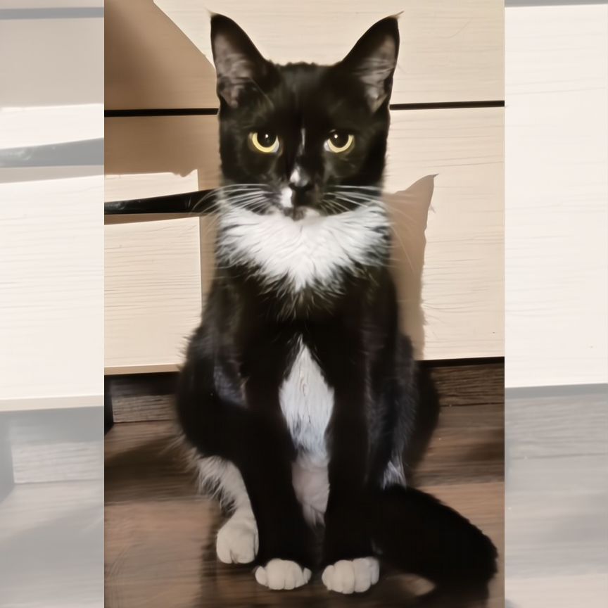 Взрослый кот в добрые руки