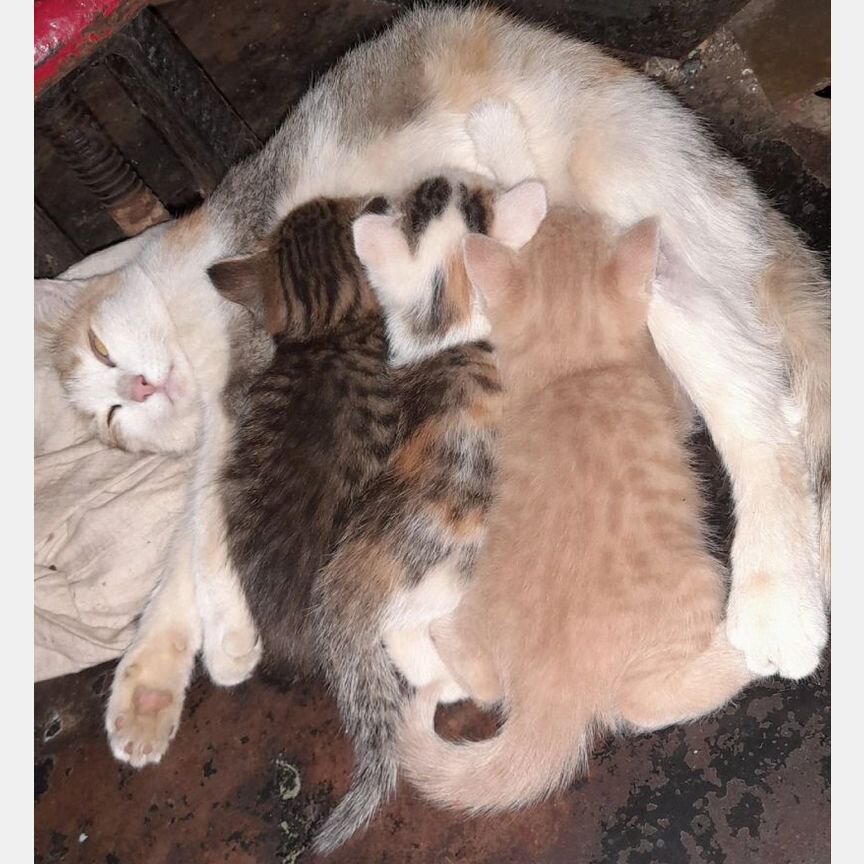 Котята в добрые руки бесплатно