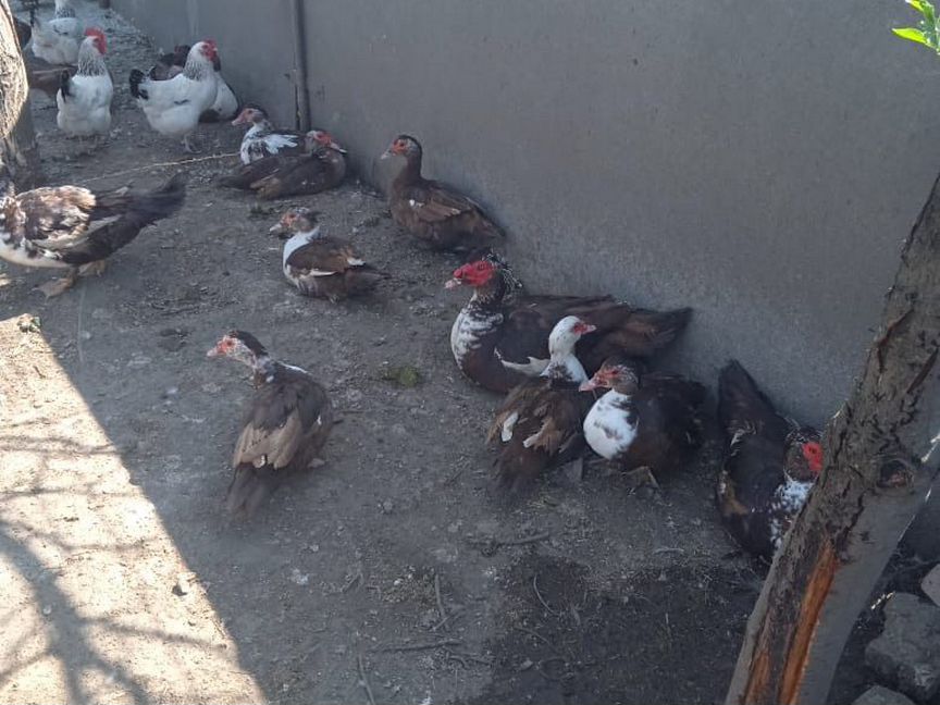 Селезень индоутки