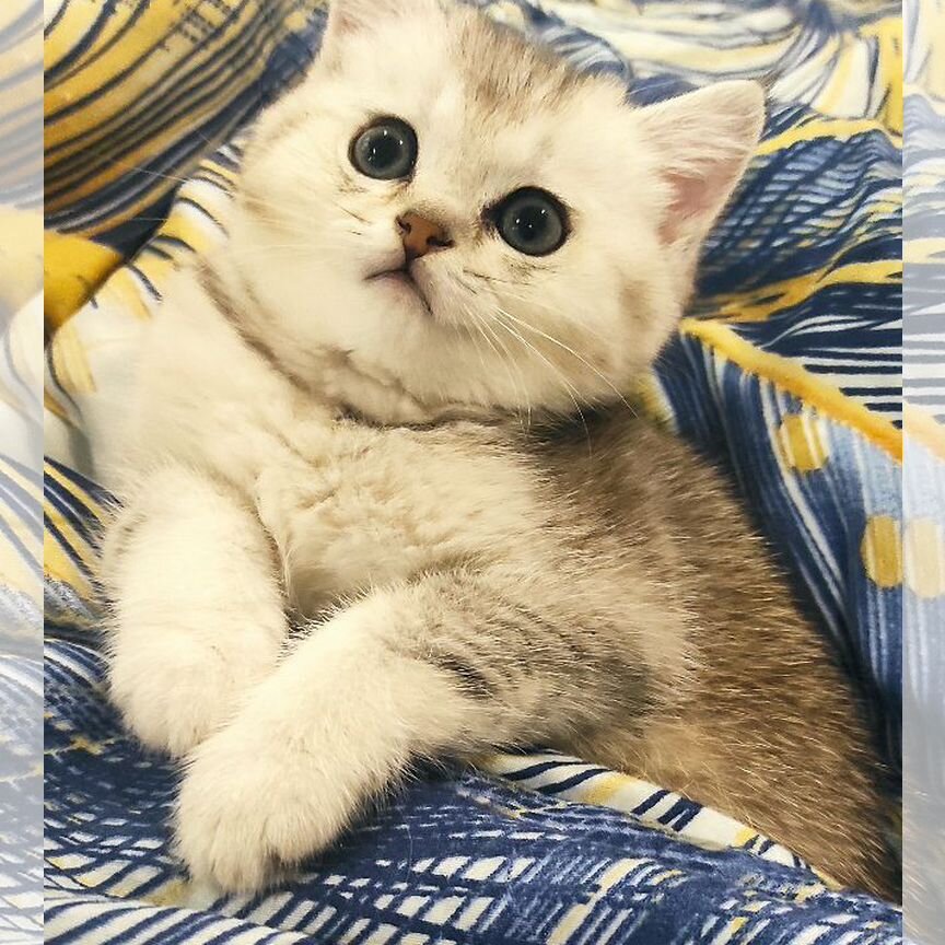Котенок