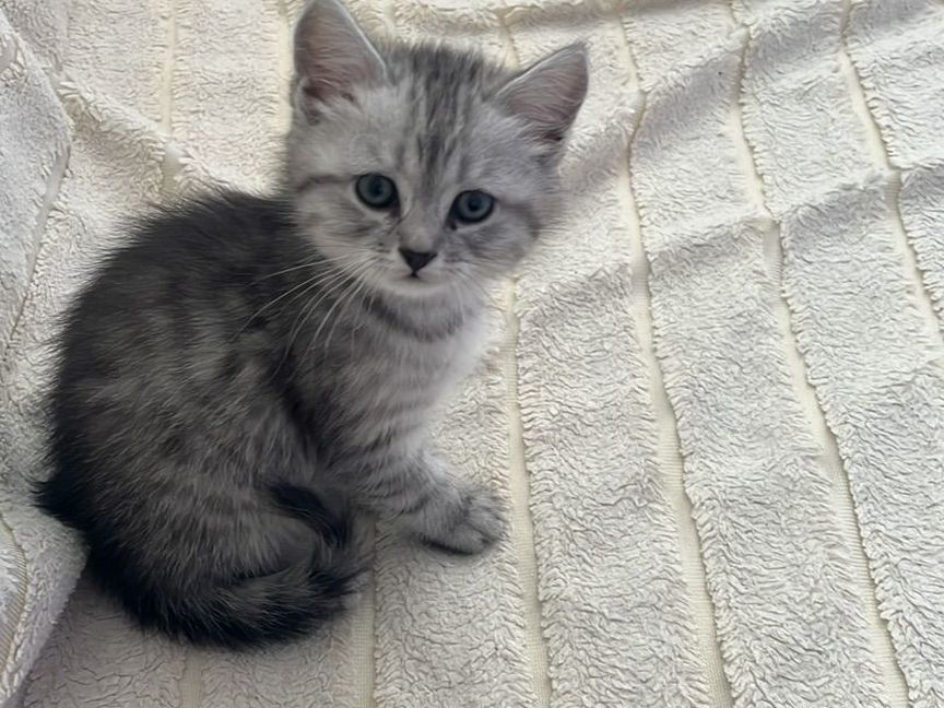 Шотландский котенок мальчик