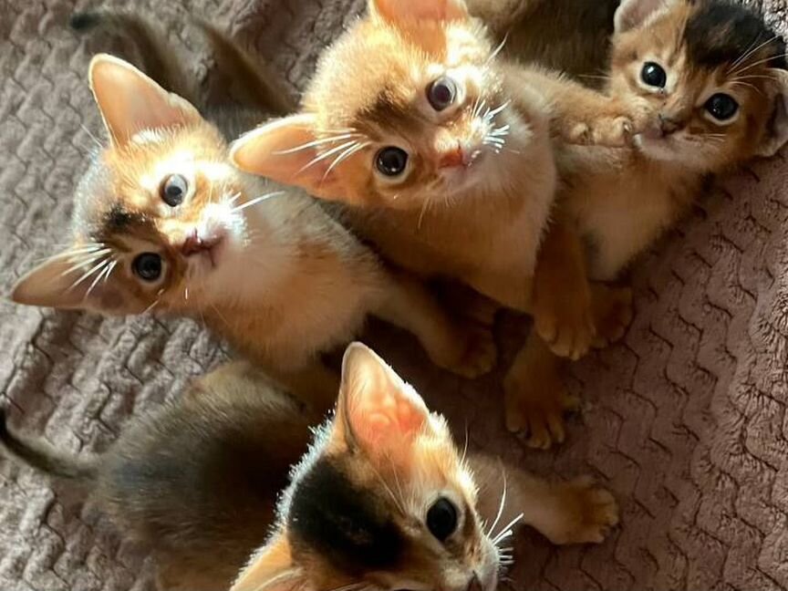Абиссинские котята