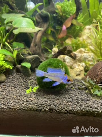 Продам апистограмму электрик блю, самец