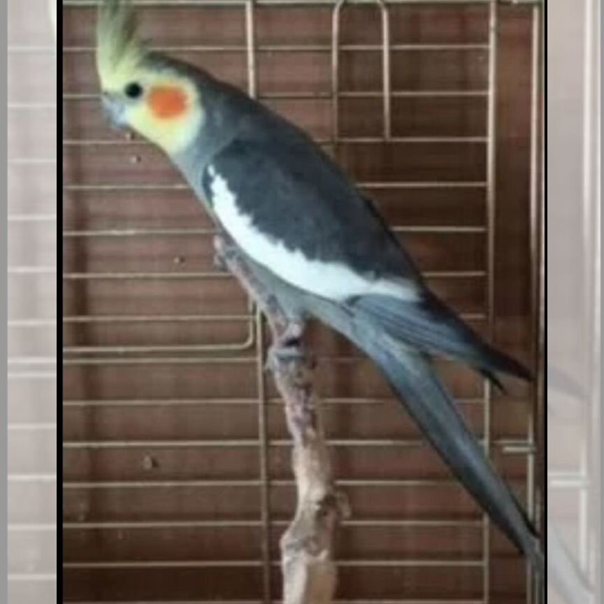 Корелла самец