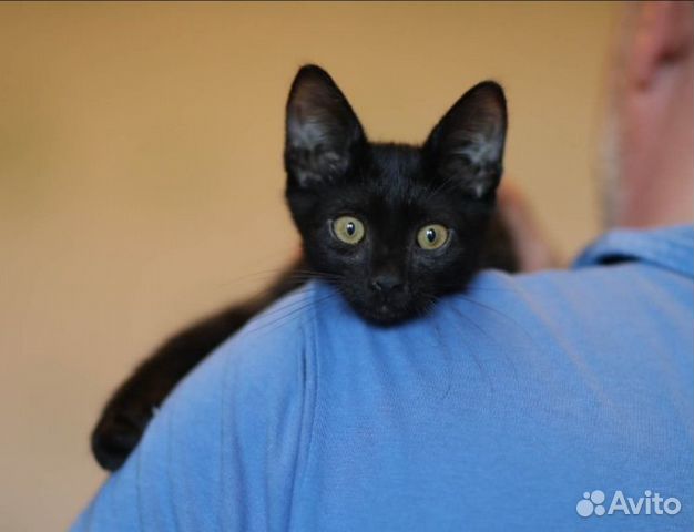 Котёнок чертёнок