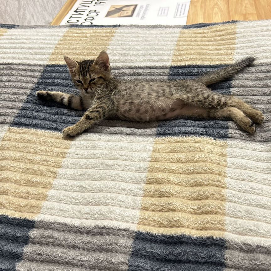 Котёнок в добрые руки