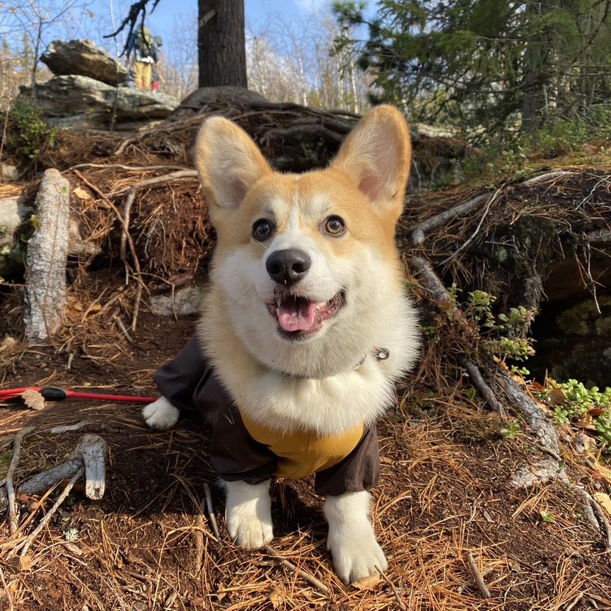 Костюм для собаки корги (мальчик)