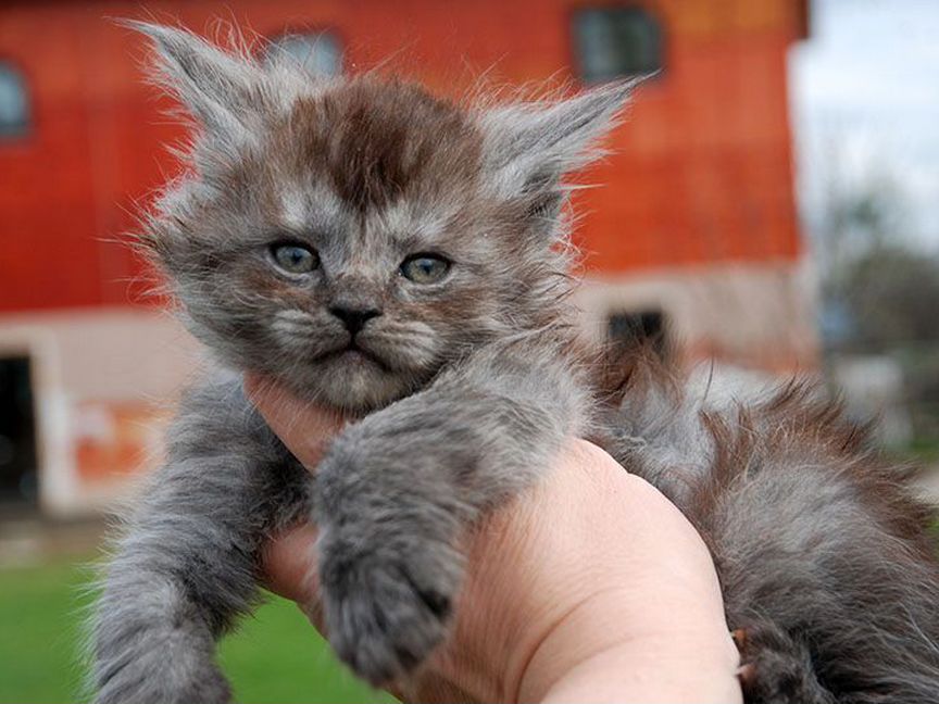 Кот котенок черный дым