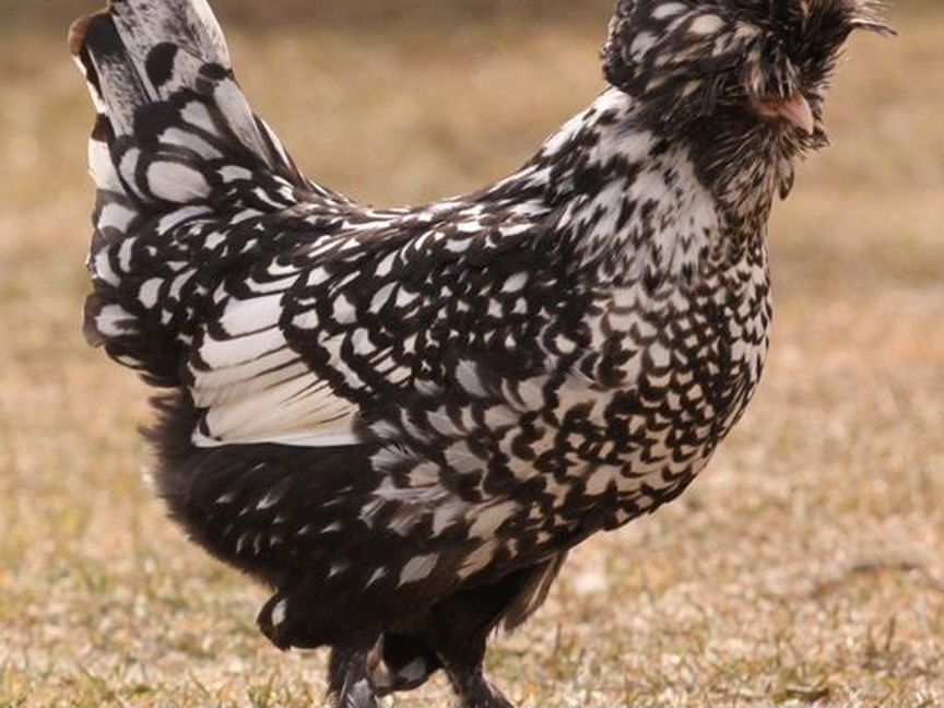 Цыплята павловское серебро