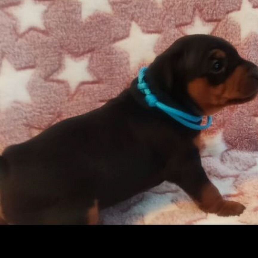 Цвергпинчер, щенок