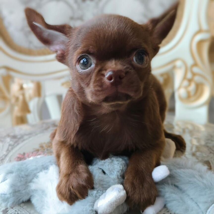 Чихуахуа, щенок