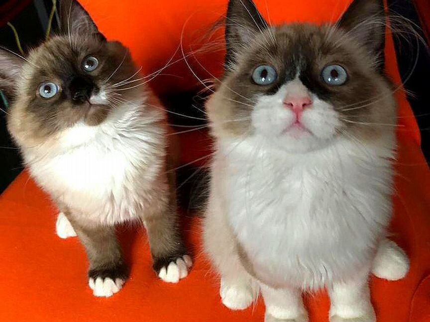 Рэгдолл котята с документами