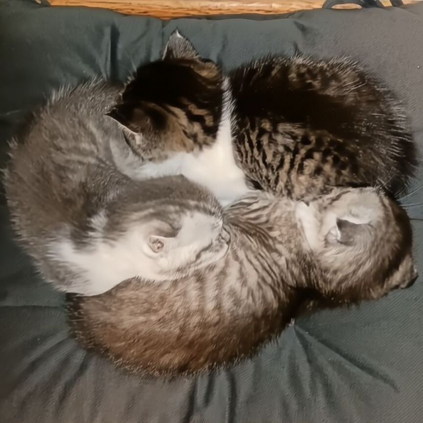 Шотландский вислоухий длинношёрстный котёнок