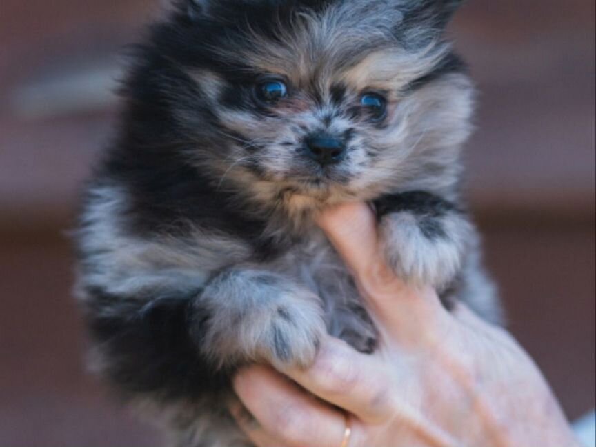 Померанский шпиц девочка