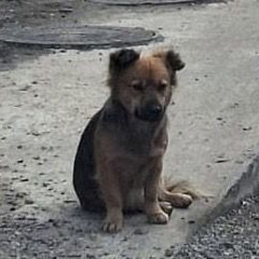 Малыш 5кг попал в приют