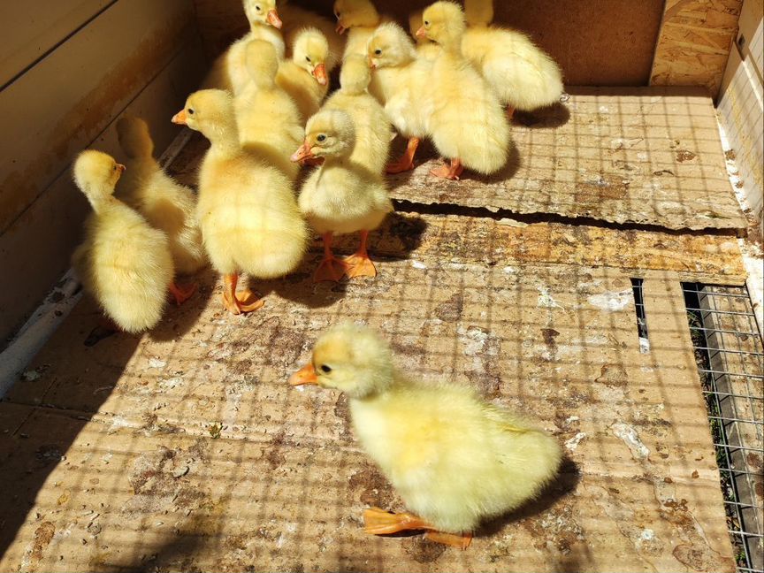 Гусята линда