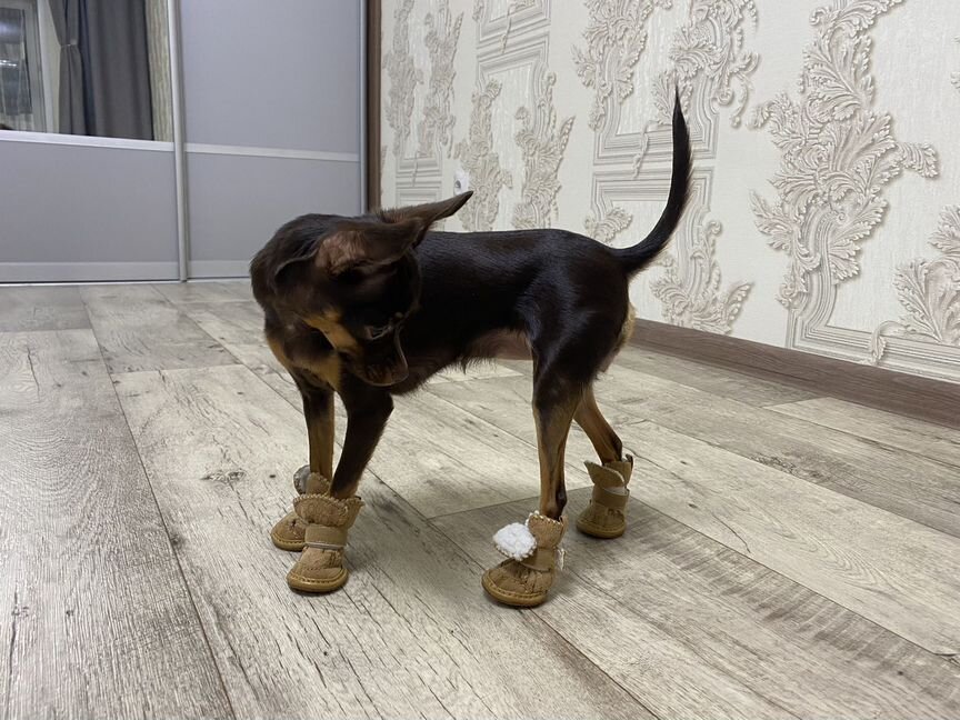 Угги для собаки