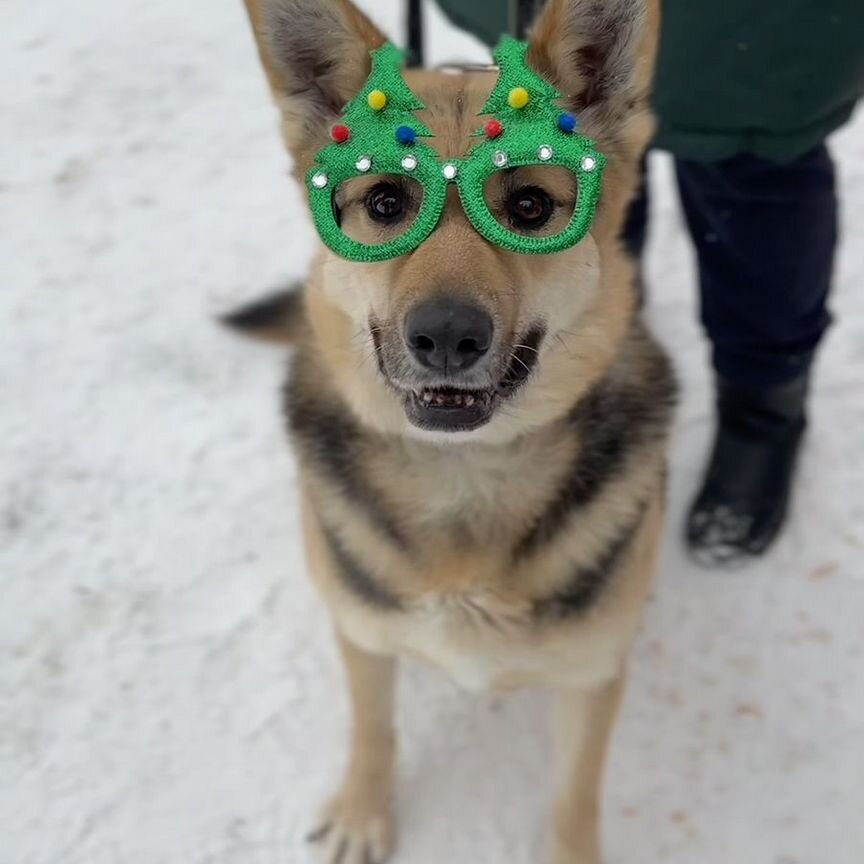 Спасите Джема