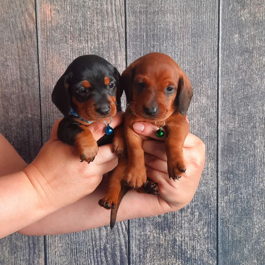 Таксята в любимцы