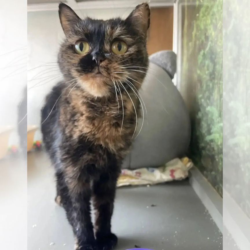 Взрослая, кошка в добрые руки