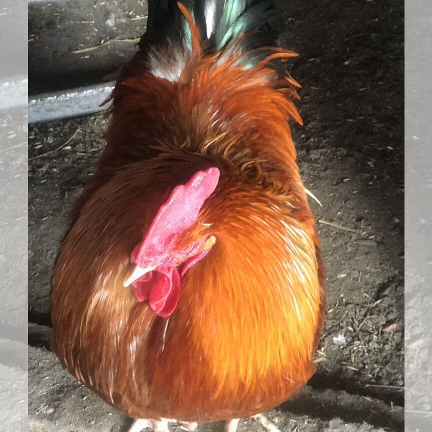 Петух и курочки