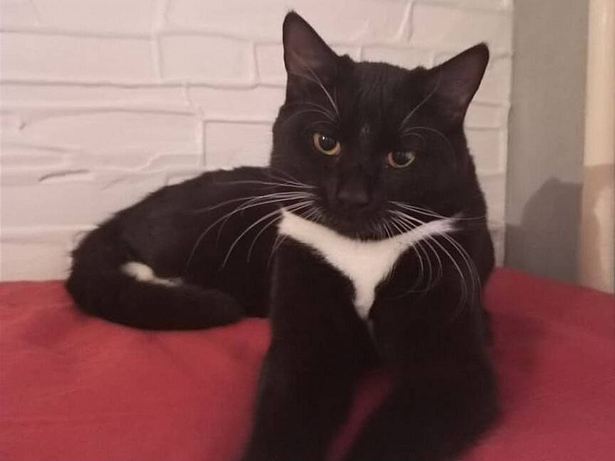 3 мальчика - зайчика ищут дом