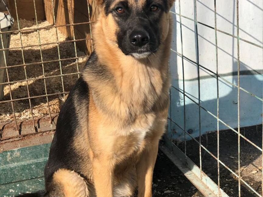 Дафна из приюта ждёт своего человека