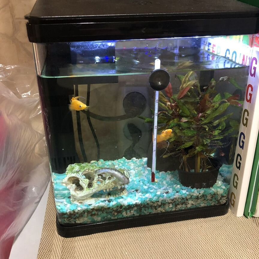 Аквариум с рыбками