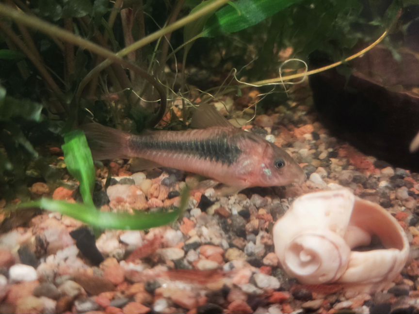 Коридорас Золотистый рыбки аквариум