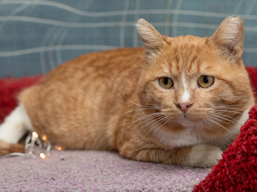 Скромный рыжий кот в добрые руки