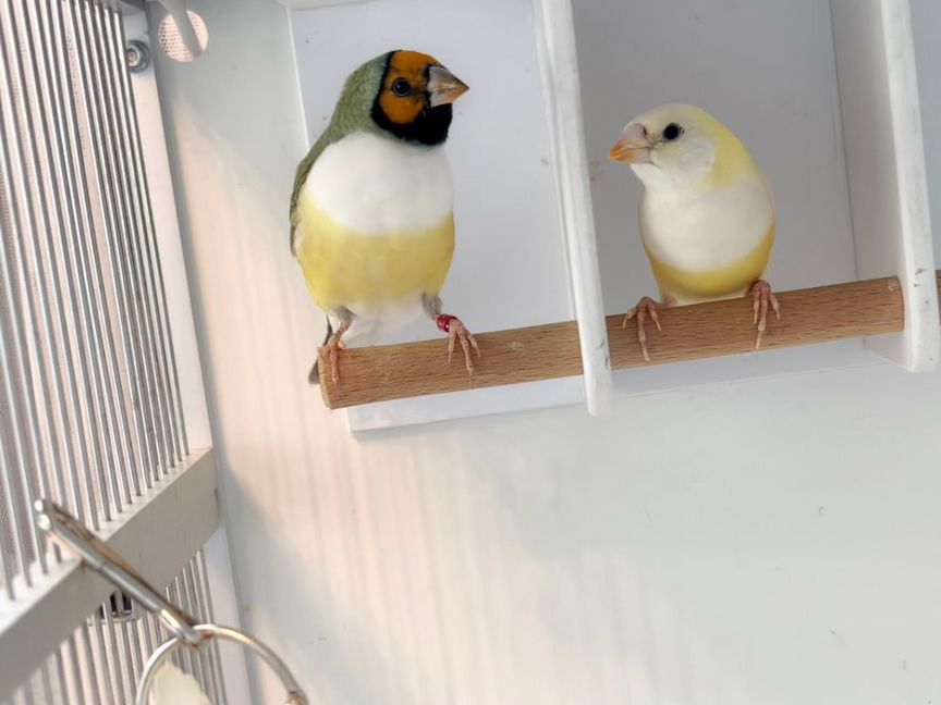 Амадины Гульда самки