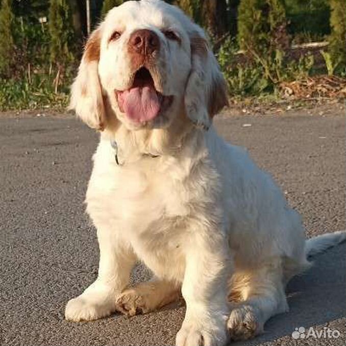 Белоснежное чудо