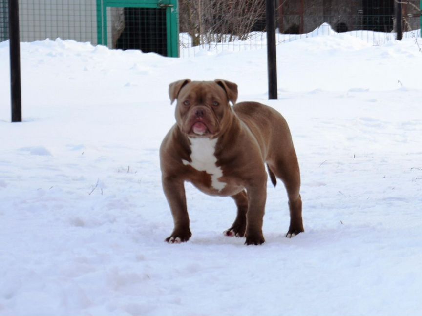 Девочка -подросток Американский Булли