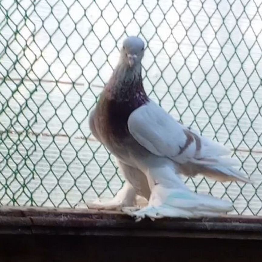 Голубь