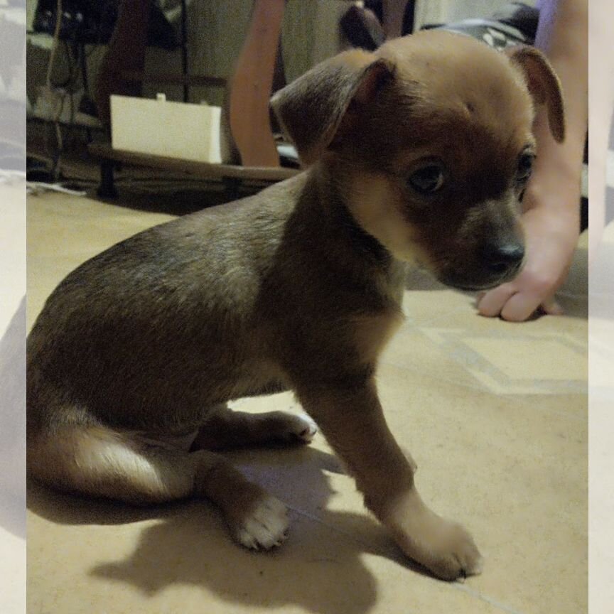 Щенок в добрые руки