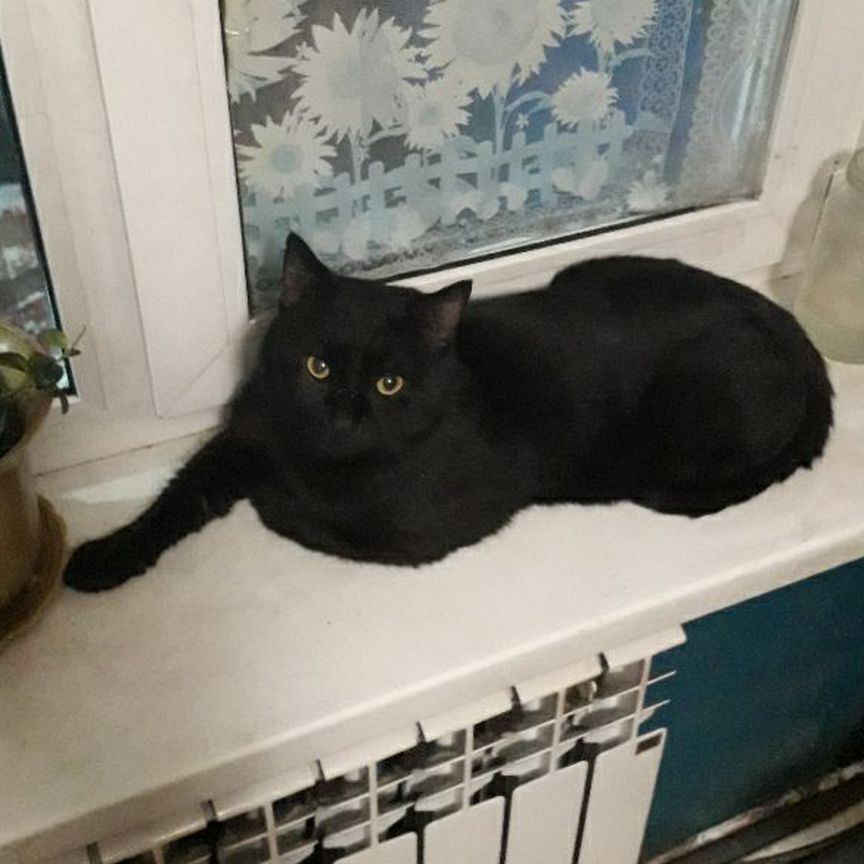 Сибирский, взрослый кот