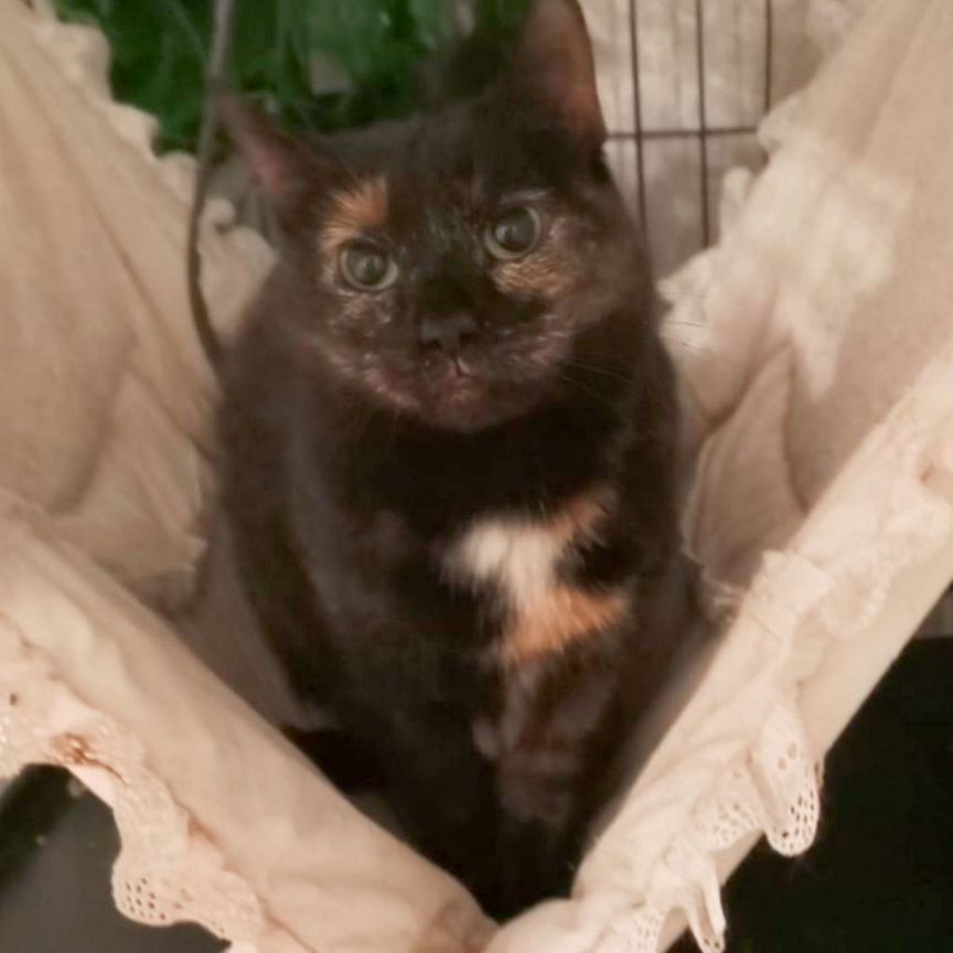 Непростая судьба нежной Ириски