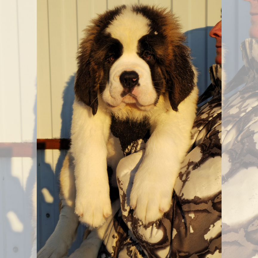 Сенбернар, щенок