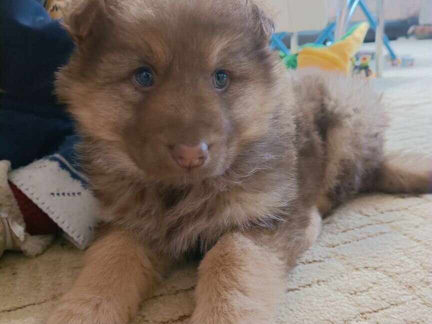 Кутенок овчарка